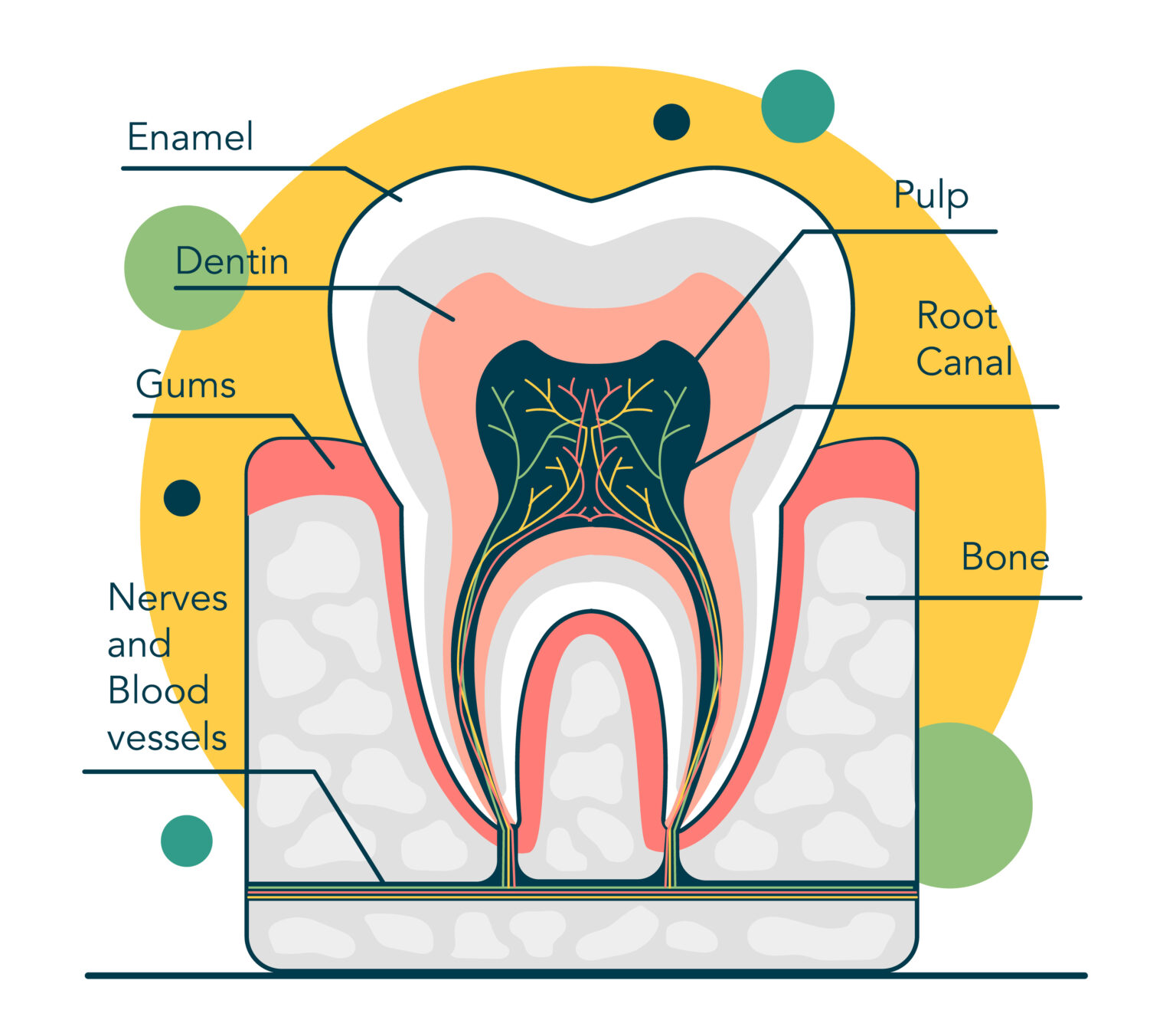 Catch Your Cavity Early! - Mansfield Dental Associates