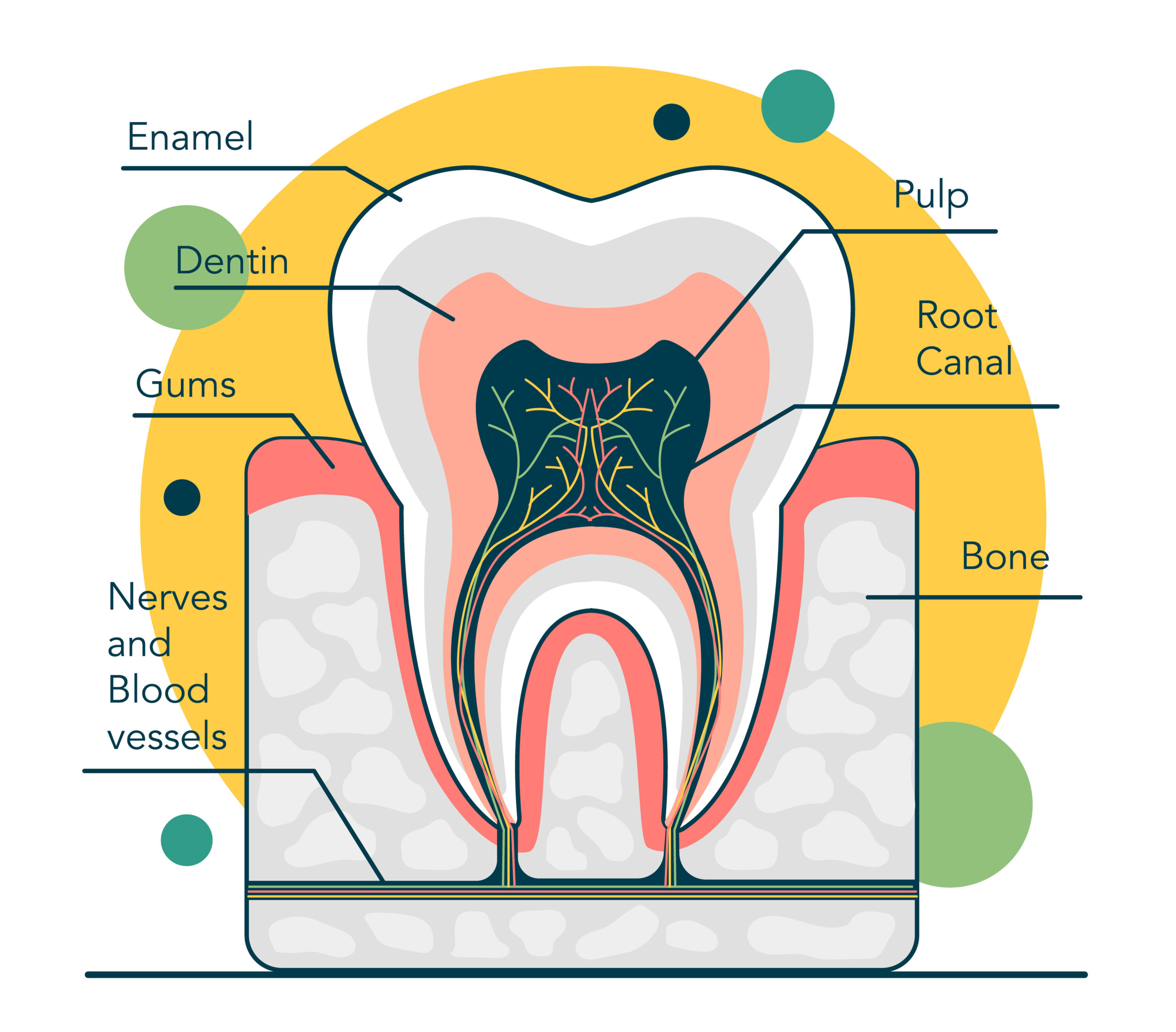 Catch Your Cavity Early! - Mansfield Dental Associates